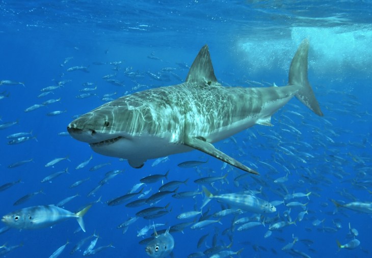 Spear Fishing, Anyone? – FIRST DATE, WORST DATE EVER!