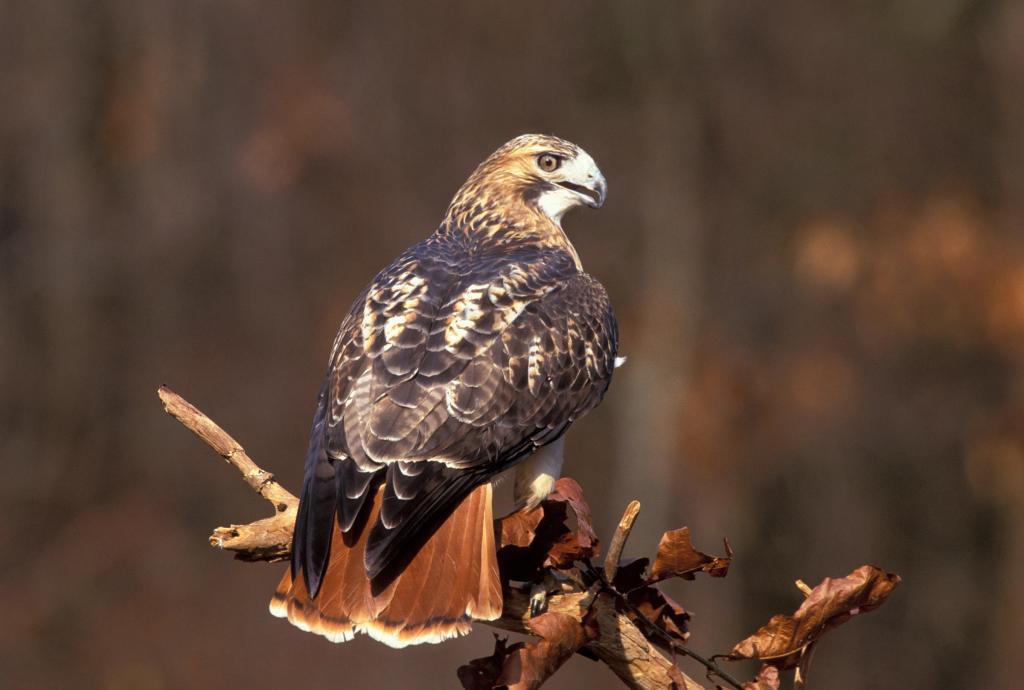 The Red-tailed Hawk and the Toddler Fence – FIRST DATE, WORST DATE EVER!
