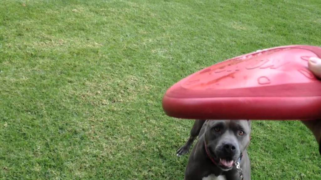 The Neighbors, the Pit Bull, and the Daily Pooper – FIRST DATE, WORST ...