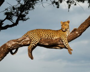 Leopard in a Tree and OCD – FIRST DATE, WORST DATE EVER!